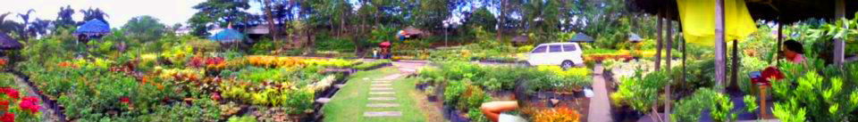 Halamanan Festival Guiguinto Bulacan