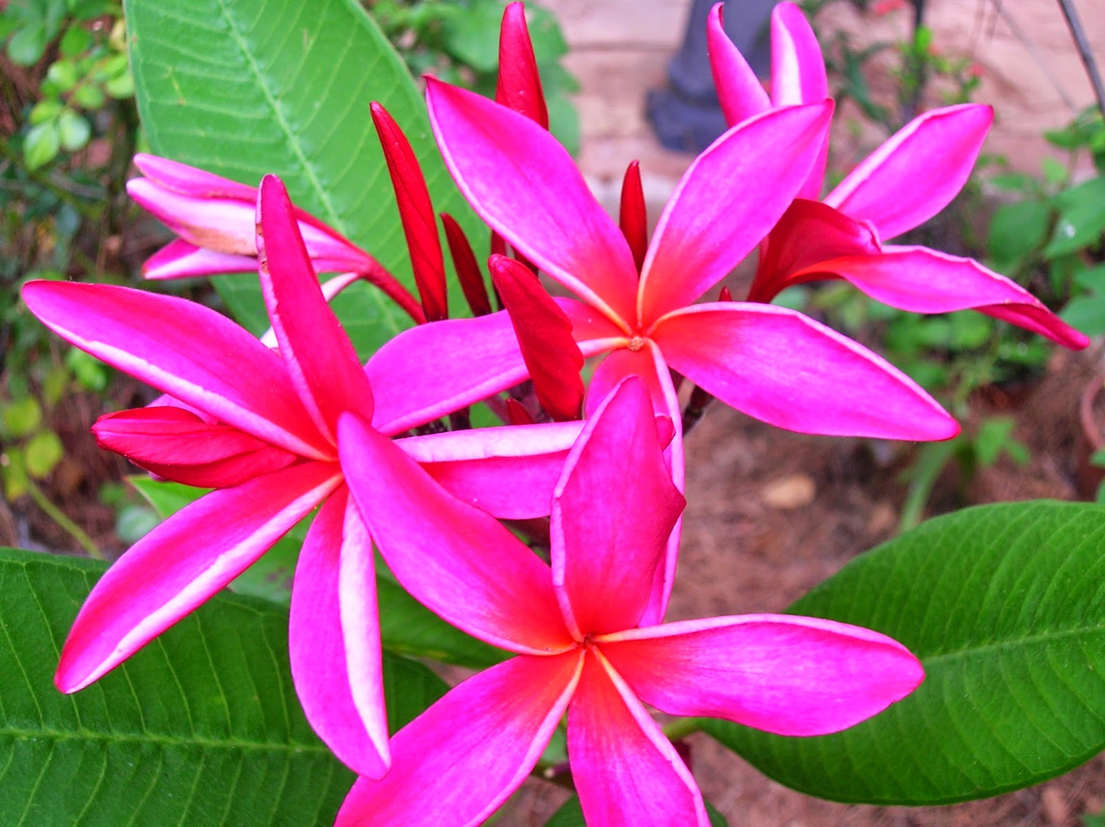 Recregarden: PLUMERIA RUBRA