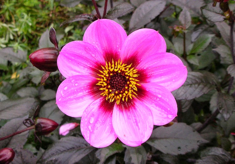 My Virtual Garden 2: September 2014