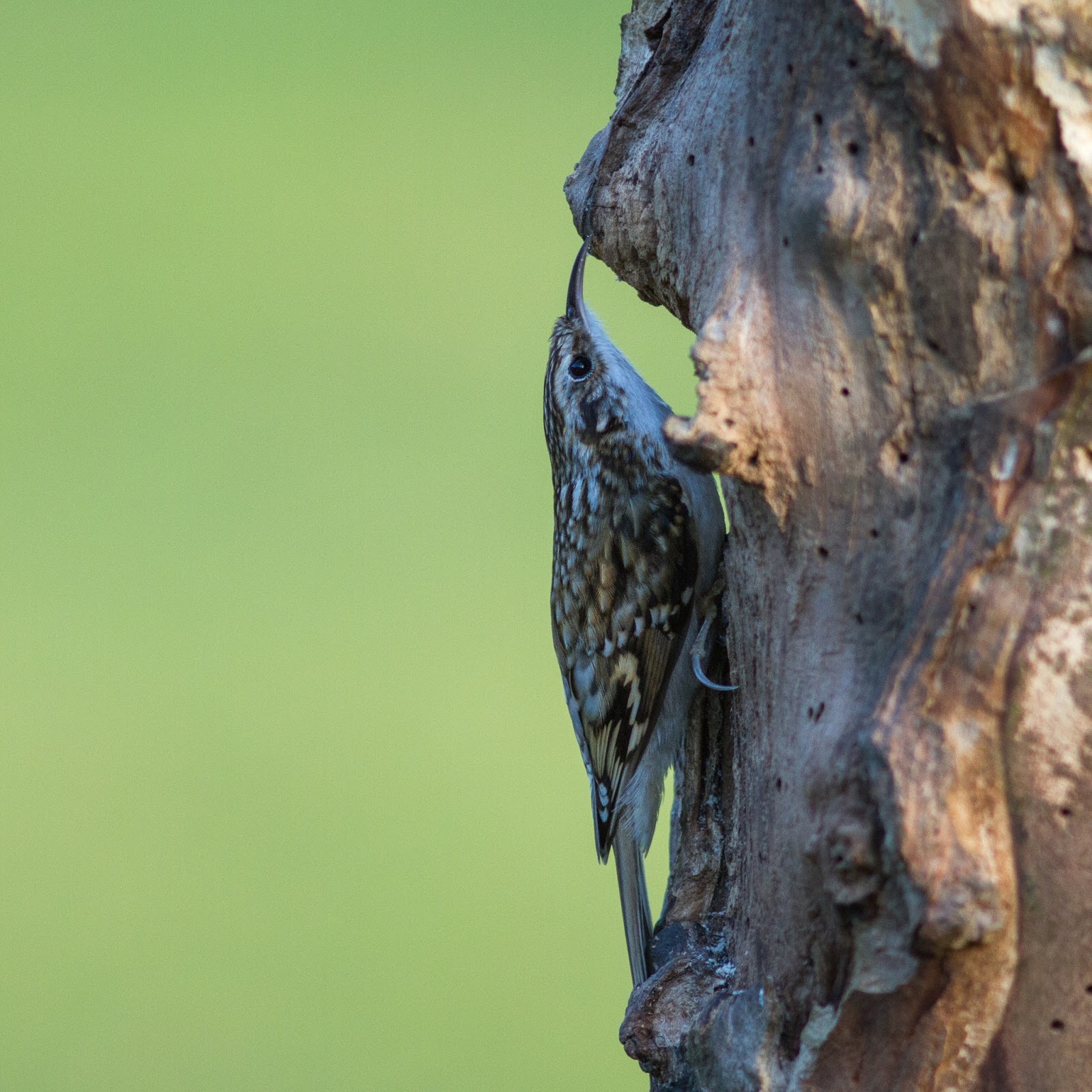 TrogTrogBlog: Bird of the week - Treecreeper