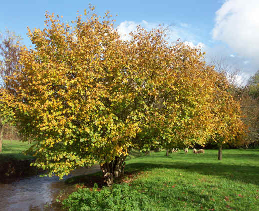 Entre menthe et lavande: Le noisetier de la source