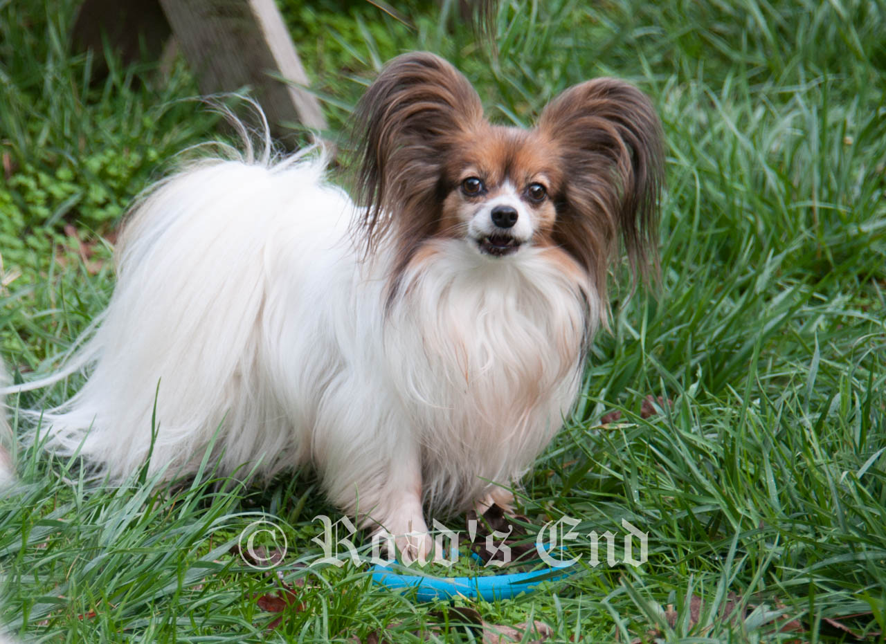 Road's End Papillons : 8 Year old Papillon Girl