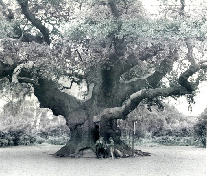 Walt Disney's Story Of Robin Hood: Robin Hood's Tree in 1961