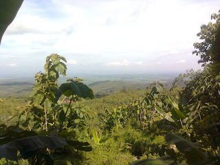 Letak Geografis dan Luas Wilayah ~ Desa Purwokerto Kecamatan Kayen