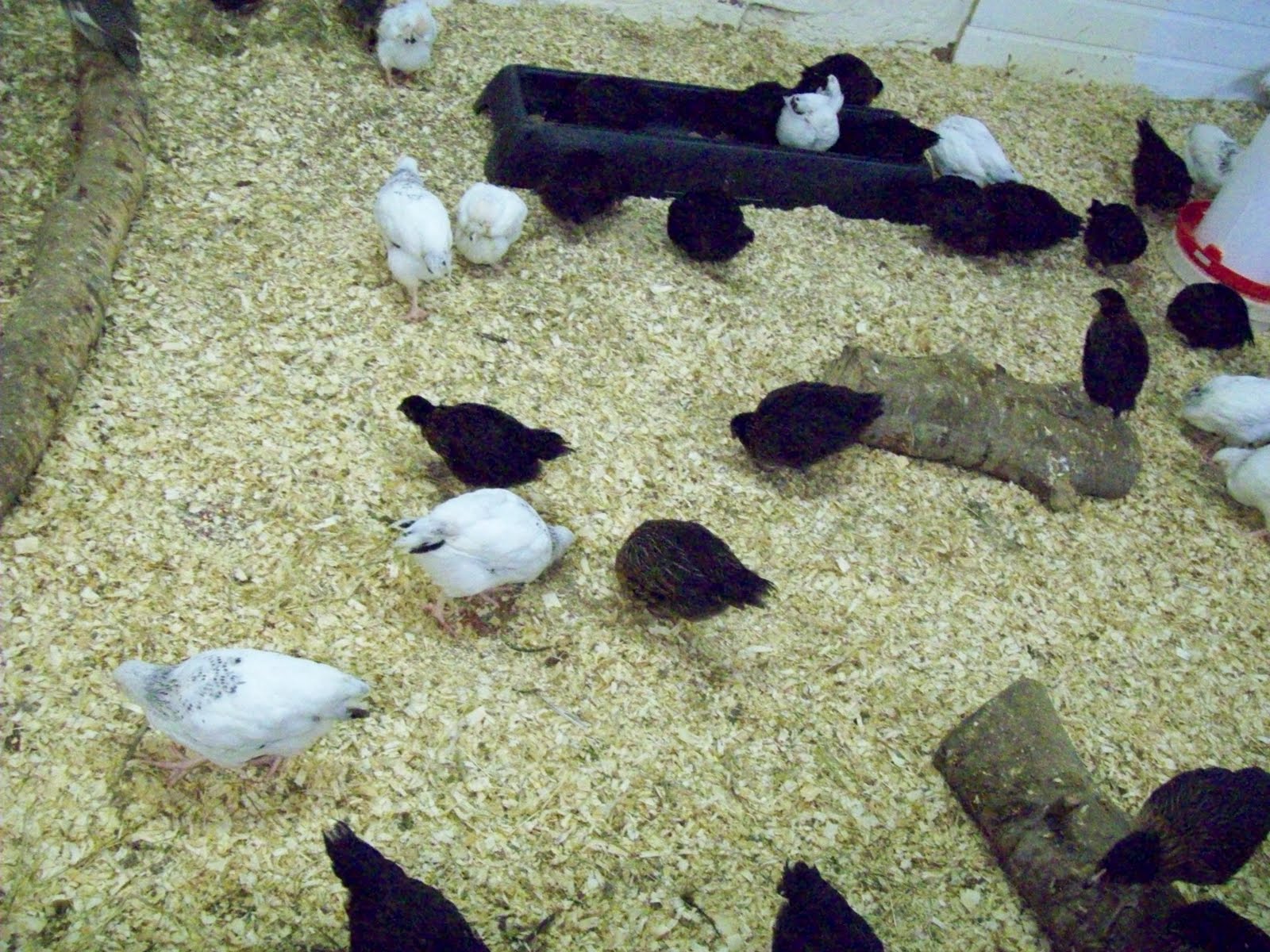 Talk From The Timber: October 2011