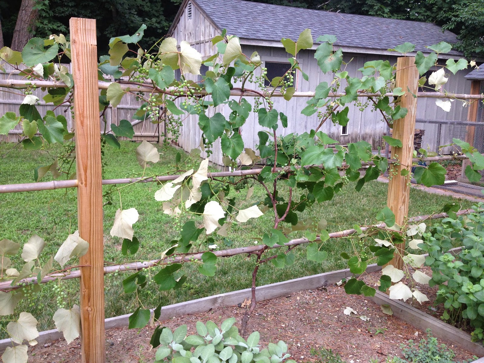 Finishing the Grape Arbor