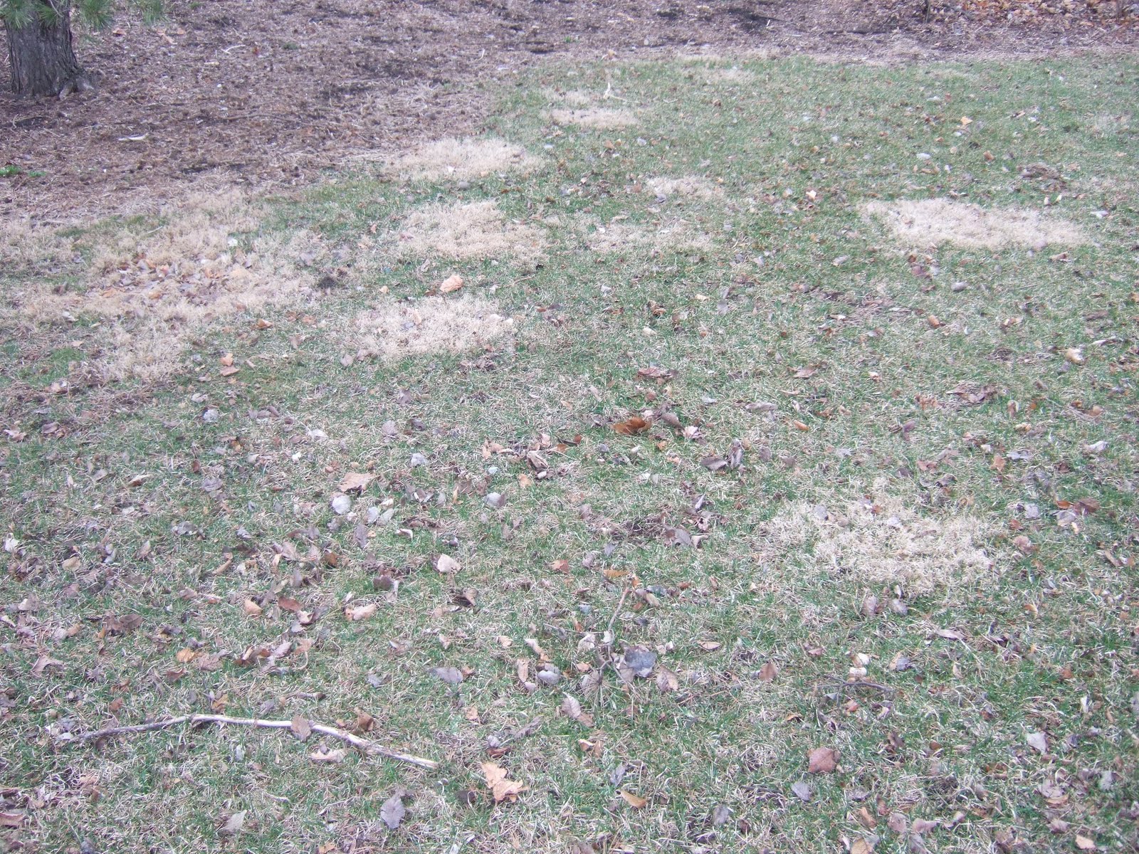 iaTURF: Name That Patch – Early Spring Brown Spots