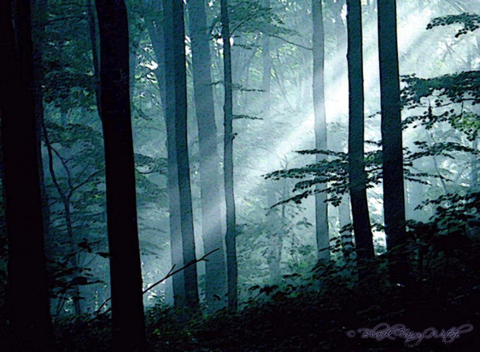 Forest Night | Wallpapers Gallery