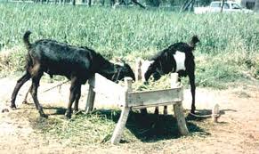 CAPRINOS : ALIMENTACION HEMBRAS