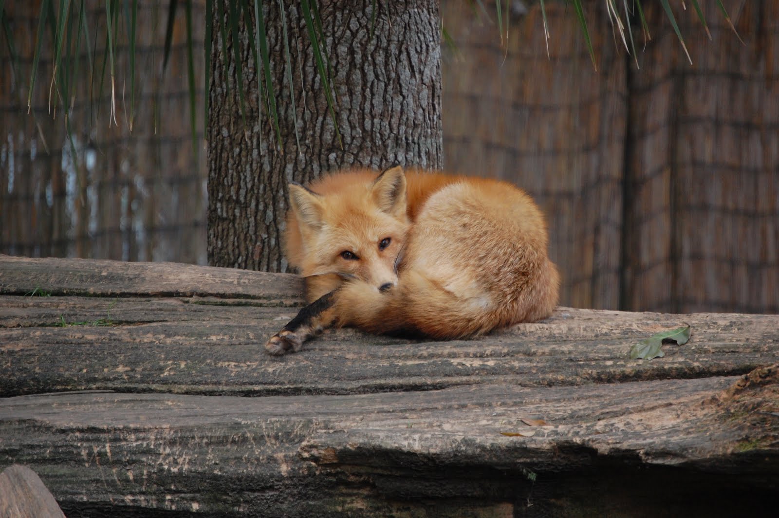 Living the beach life: Audubon Zoo, New Orleans part II