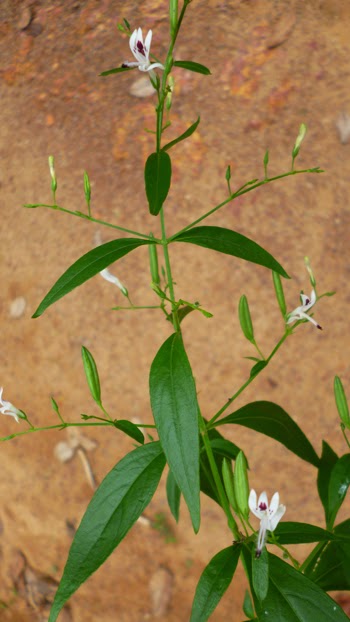 Little King Bitter - Heen Bin Kohomba | SL Flora