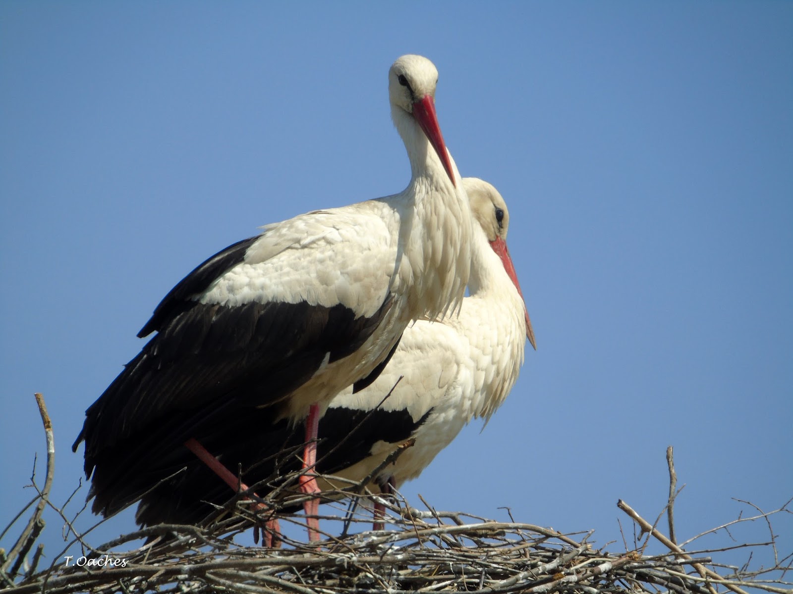 PASARI DIN ROMANIA: BARZA, Ciconia ciconia