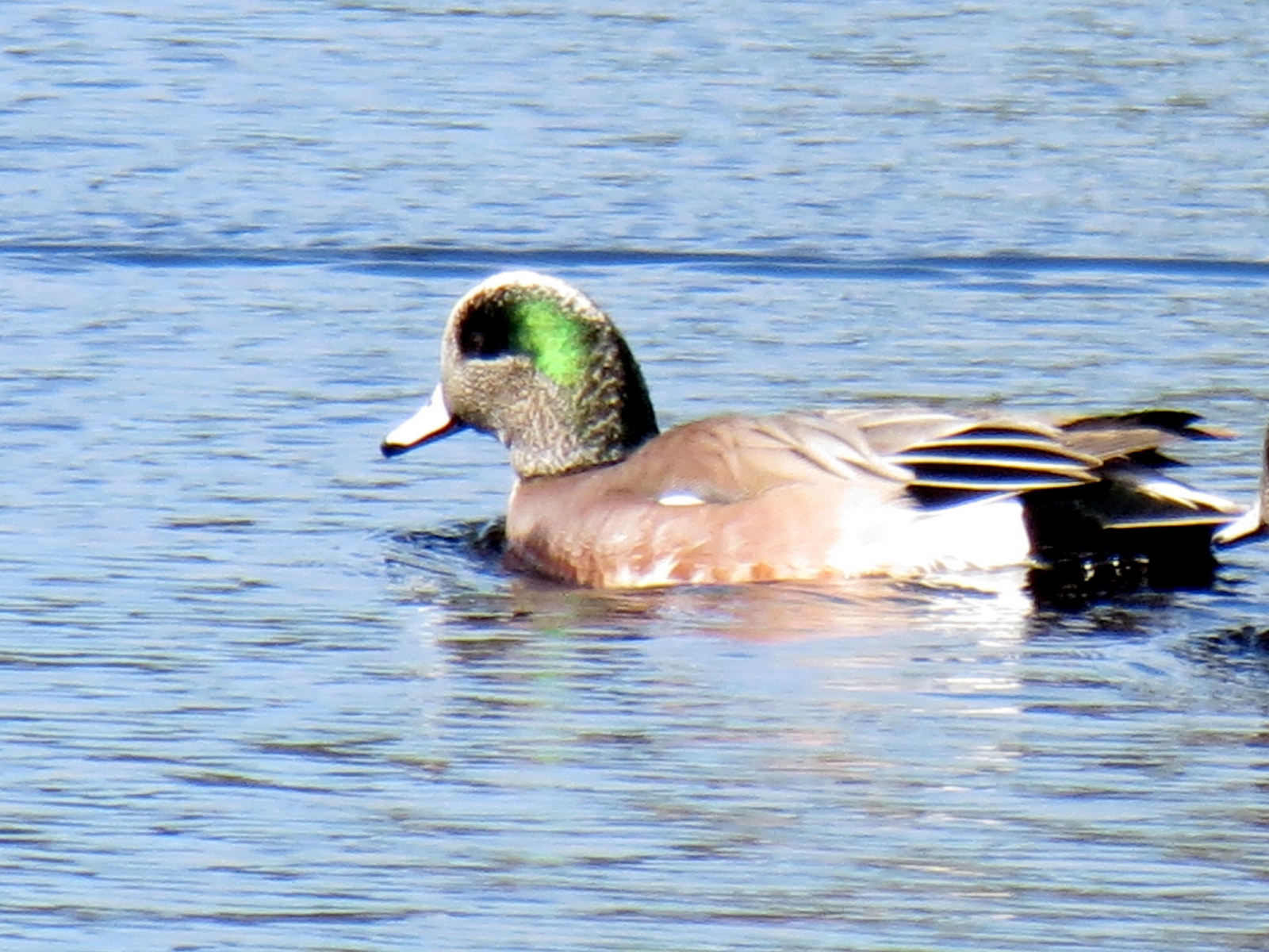 Beth's Blog: The Arboretum and Airlie Gardens