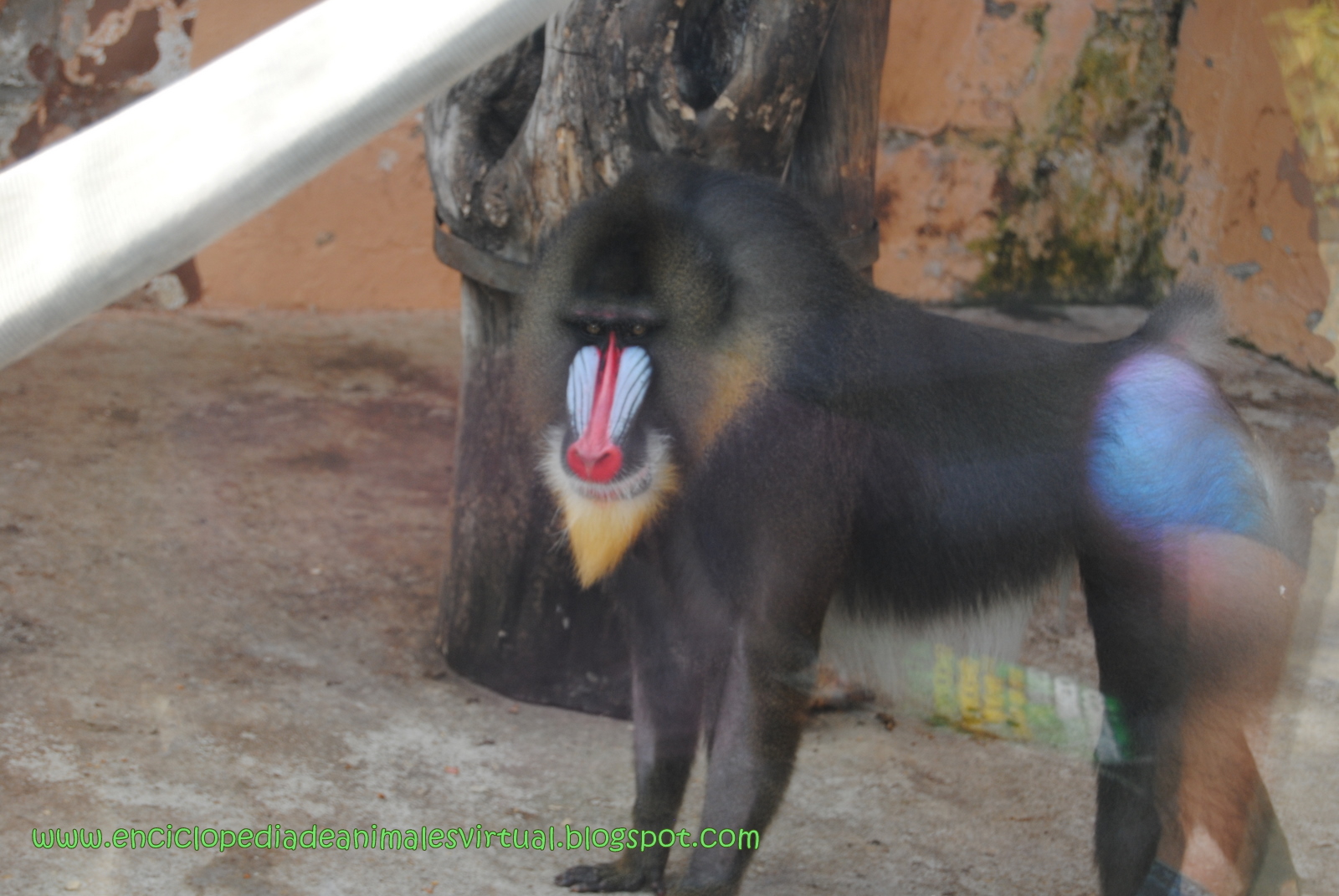 Fichas de Animales: Mandril