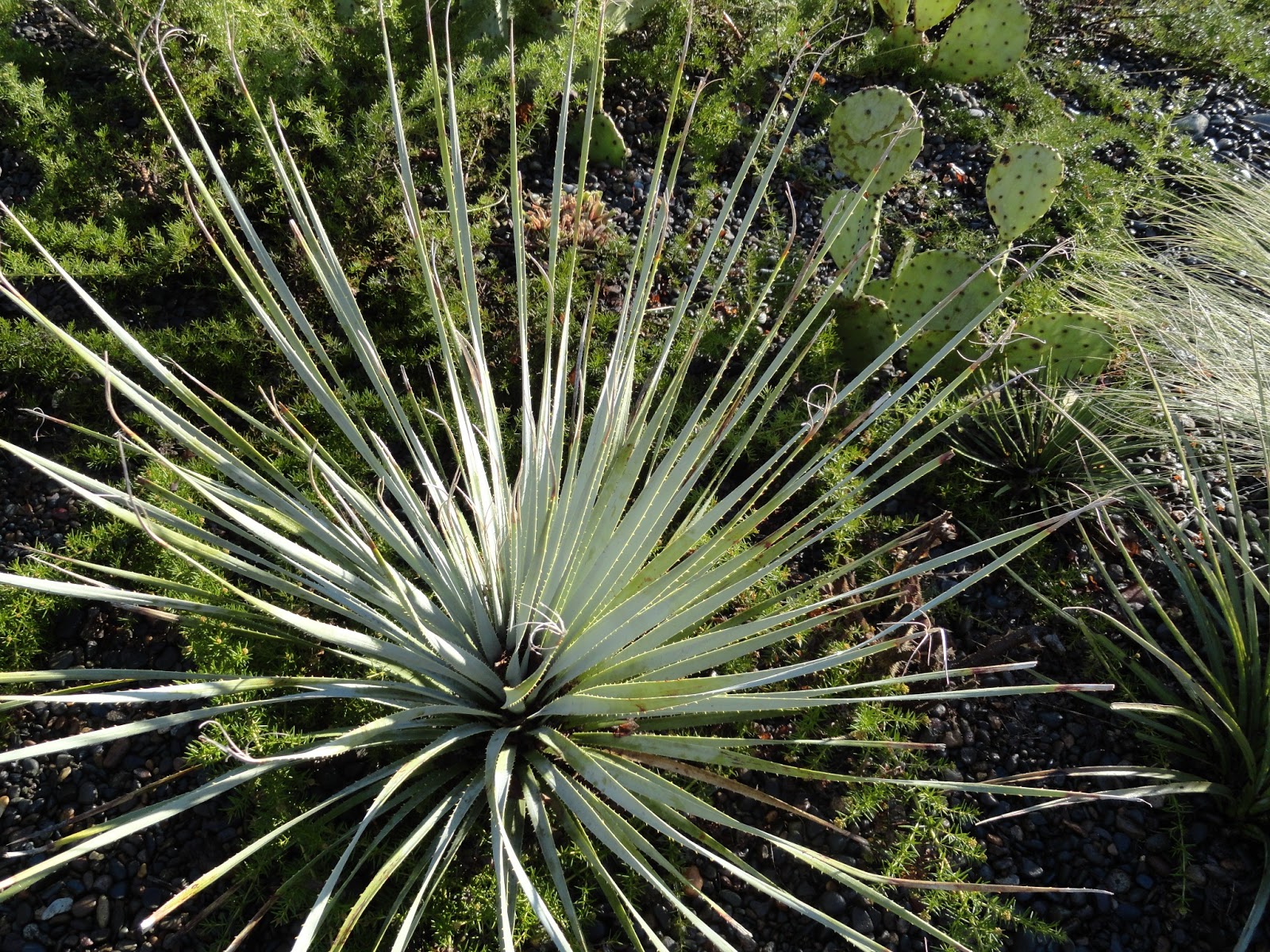 danger garden: Dasylirion wheeleri; my favorite plant in the garden ...