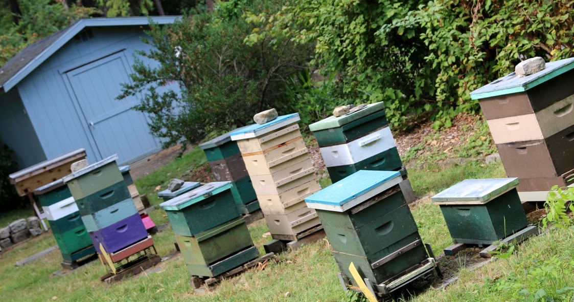 A photo, A thought............: Observation: Beehive boxes..