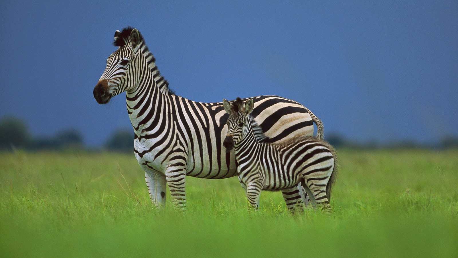 Most Beautiful Animals On Earth Mathias Sauer most-beautiful-animals-on-earth-mathias-sauer