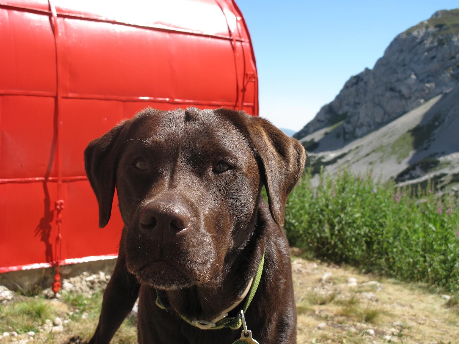 Luna chocolate lab sweeter than a chocolate: Alpski bivak & Debeli ...