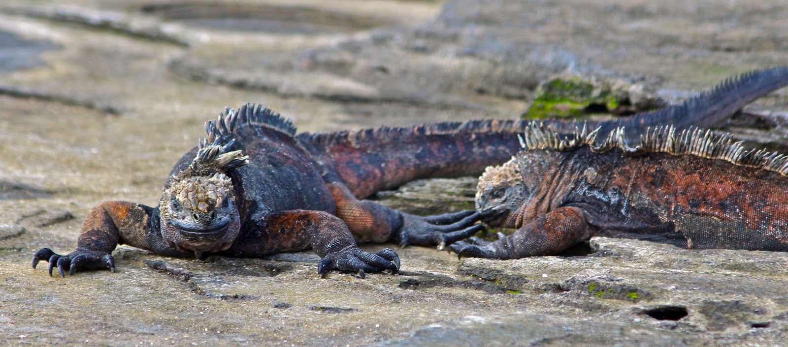 Nature Photography: Galapagos Reptiles & Turtles