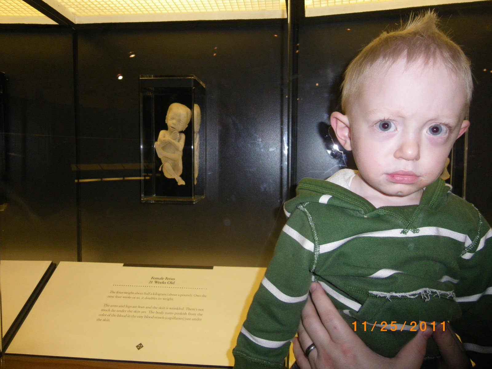 The McBurney's: Prenatal Development Exhibit at OMSI