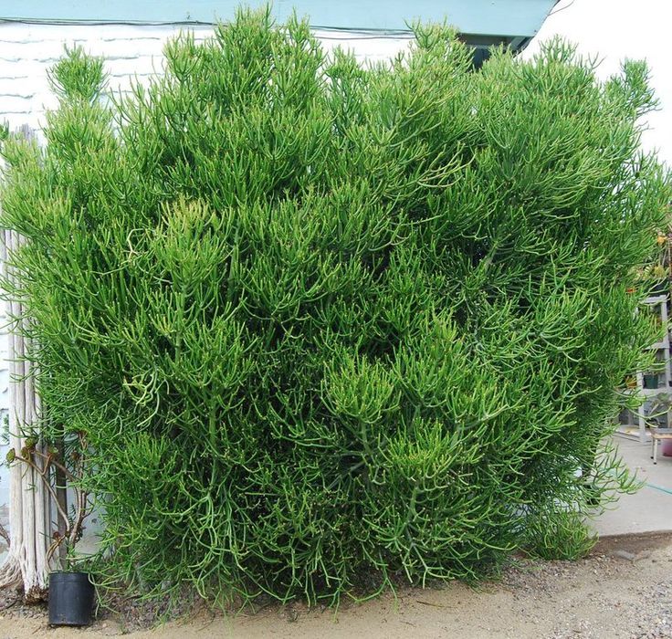 VIDA & MAGIA: PLANTAS QUE CURAM - AVELOZ ou AVELÓS