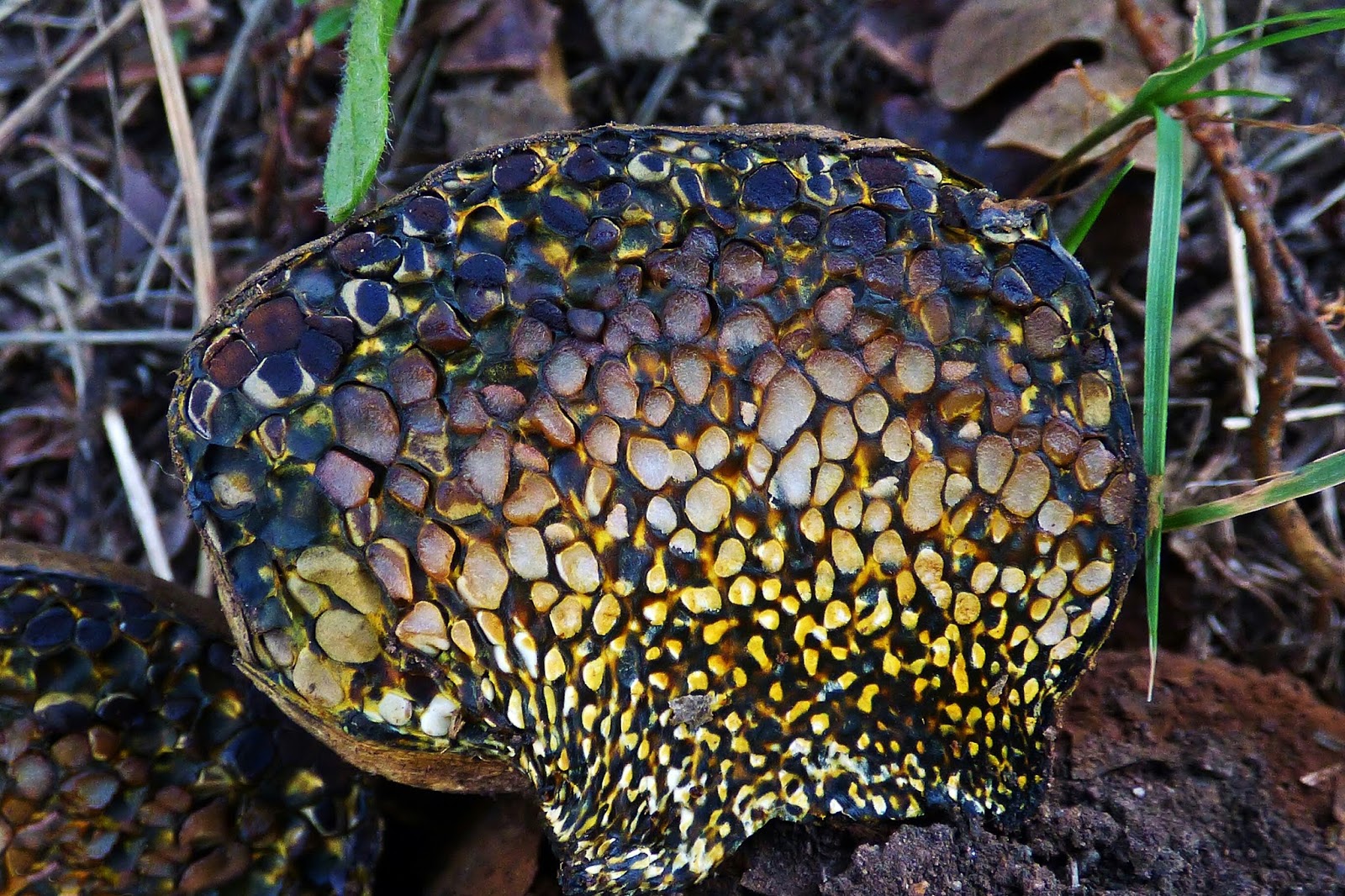 Setas y Hongos de Tineo : PISOLITHUS ARRHIZUS (Scop.) Rauschert