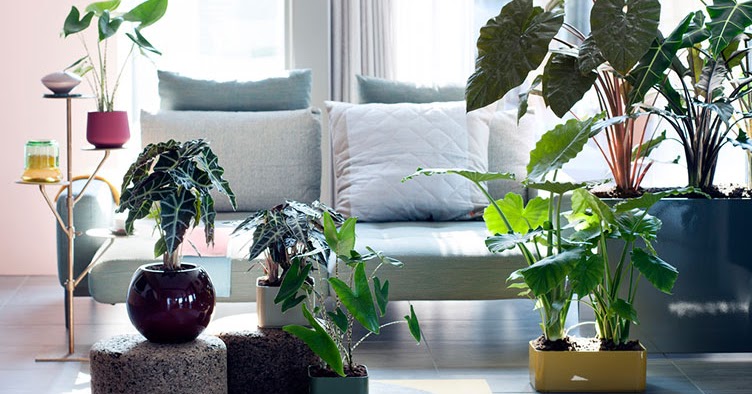 VERDE TIME by Stefano Tenneroni: PIANTA DA INTERNI DEL MESE DI SETTEMBRE