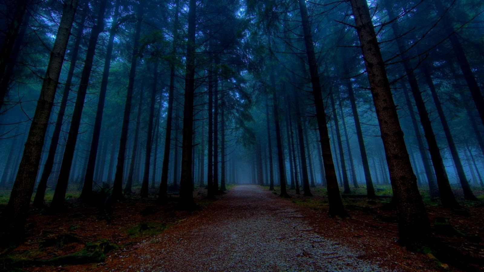 Hd Woods | Wallpapers Gallery