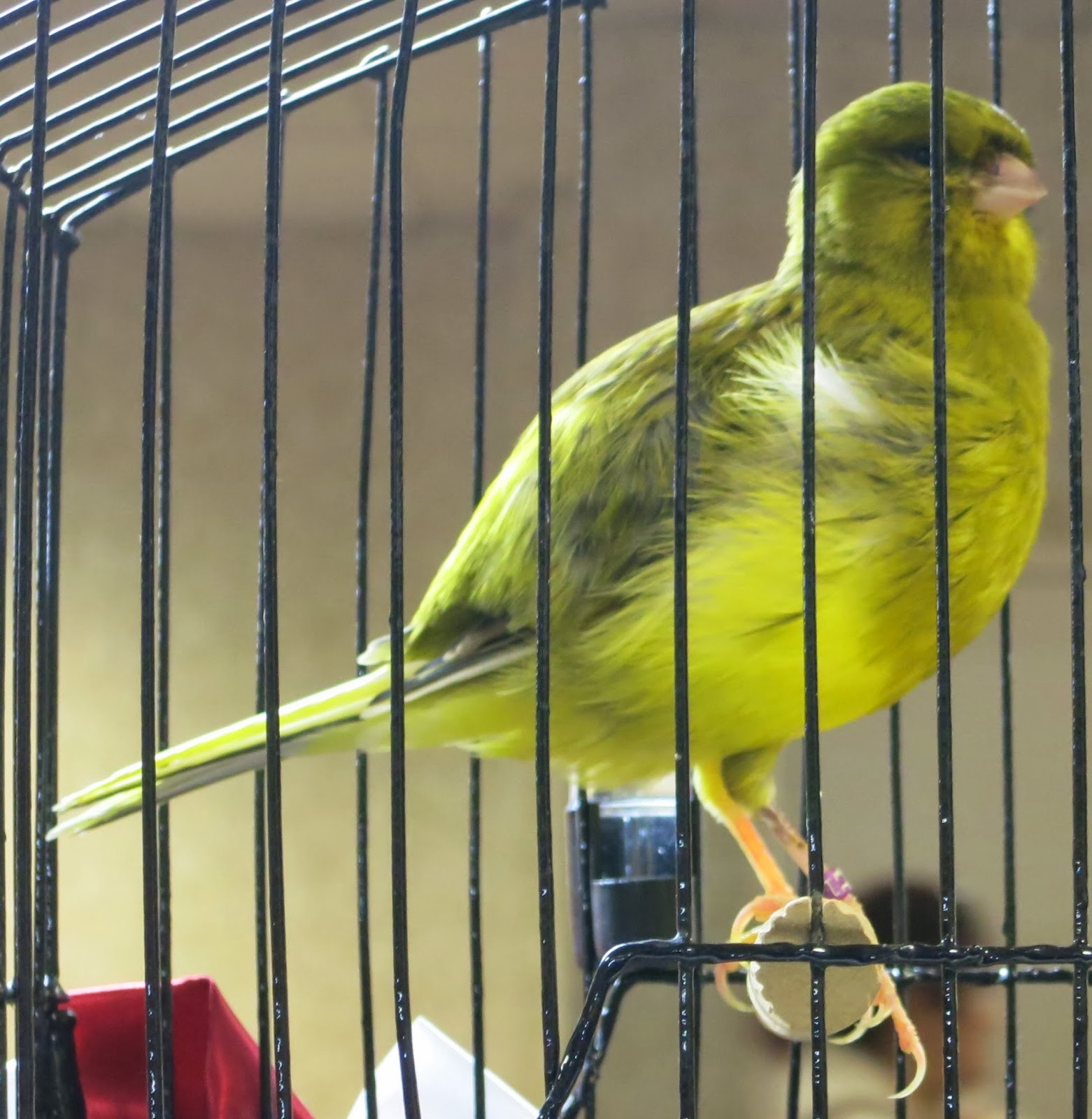 Canary Tales: Border Beautties - 2013 National Cage Bird Show
