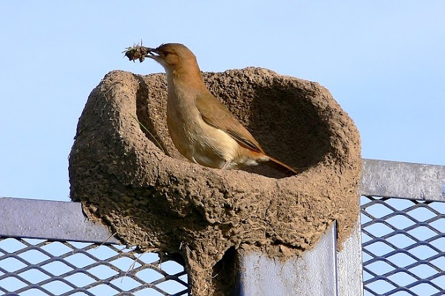 El Magazin de Merlo: Hoy, Leyenda de El HORNERO, Ave de la Patria o Ave ...