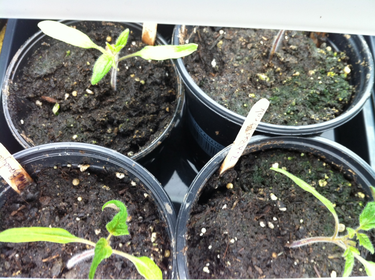 Laura Vanderbeek: March 2012