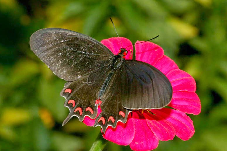 ECOSISTEMAS DE COSTA RICA: INSECTOS