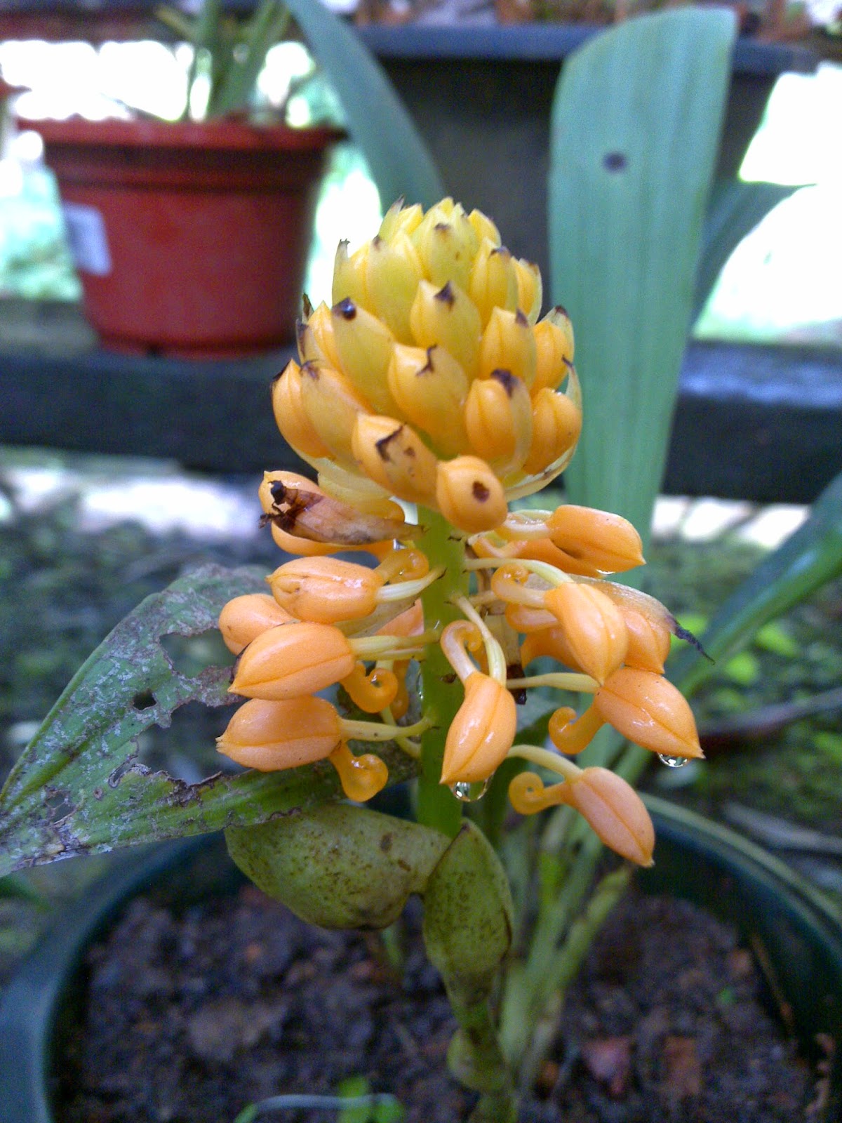 orkid liar : orkid liar orkid hutan