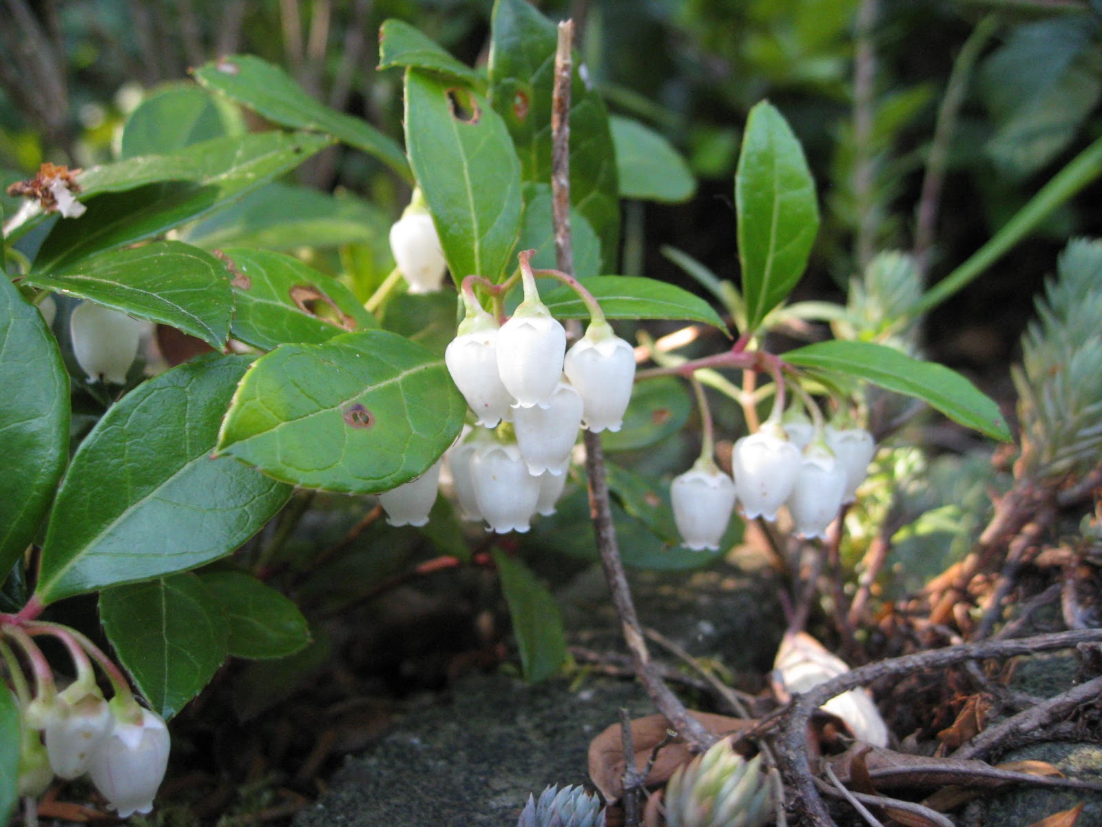 Capital Naturalist by Alonso Abugattas: Wintergreen - Teaberry