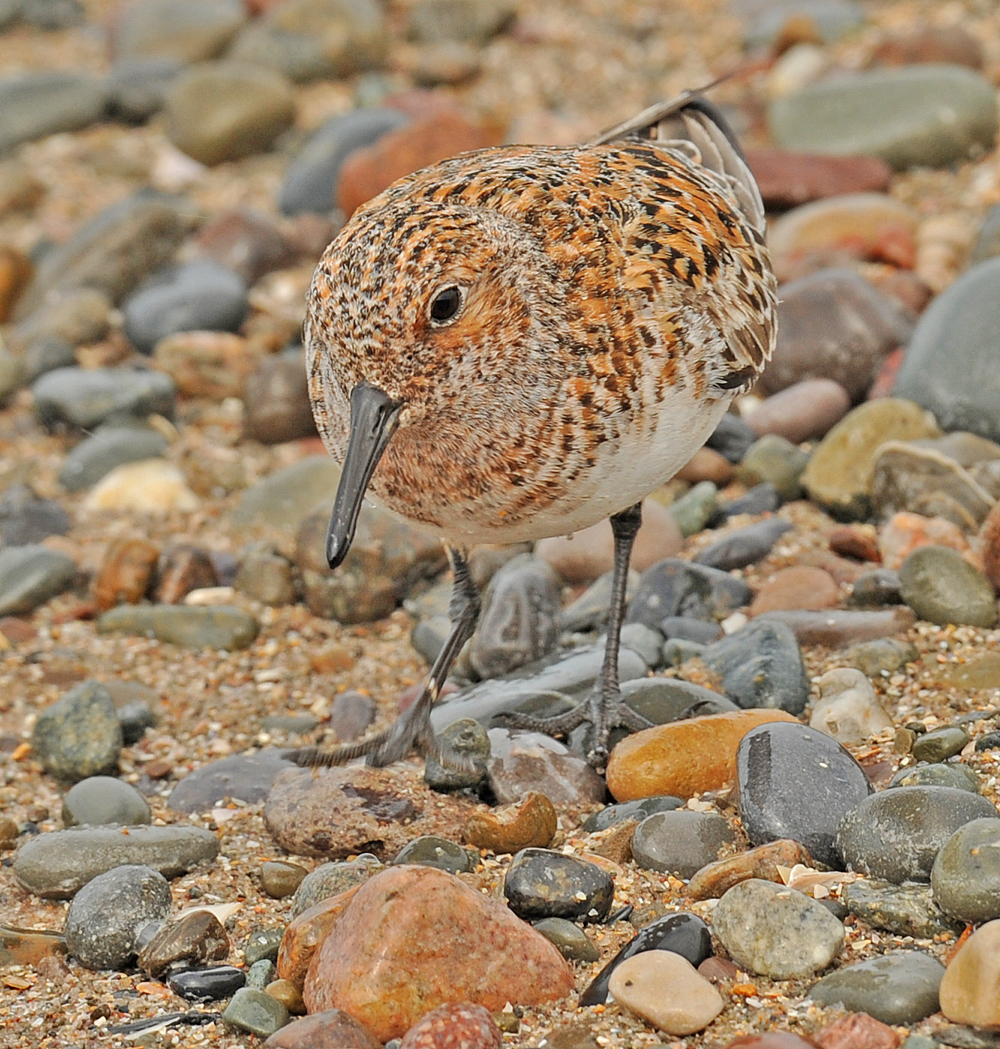 Brian Rafferty...Wildlife Photographer: Summer Sanderling