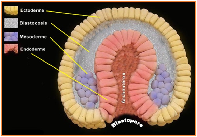 FASE EMBRYONIK HEWAN - MANUSIA - Biology Page