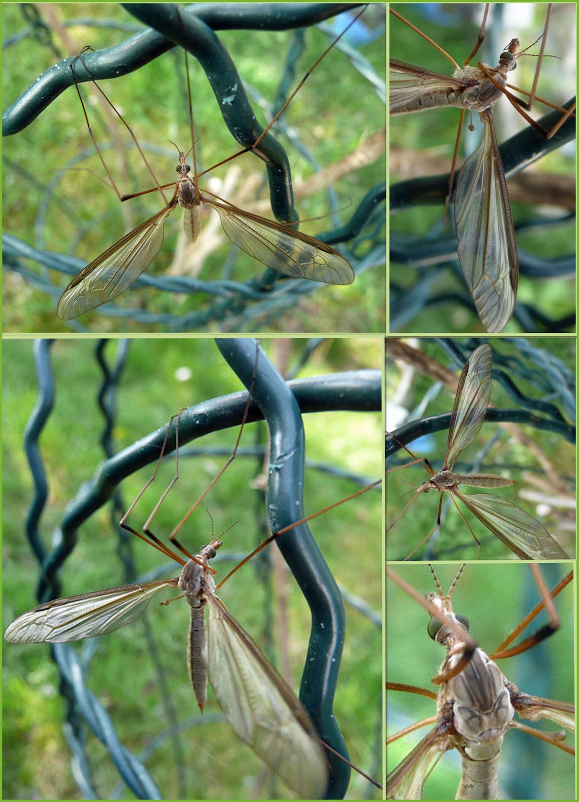 ...COQUELICOTS, COQUILLAGES...et BELLES PAGES !: Le joli Tipule ...