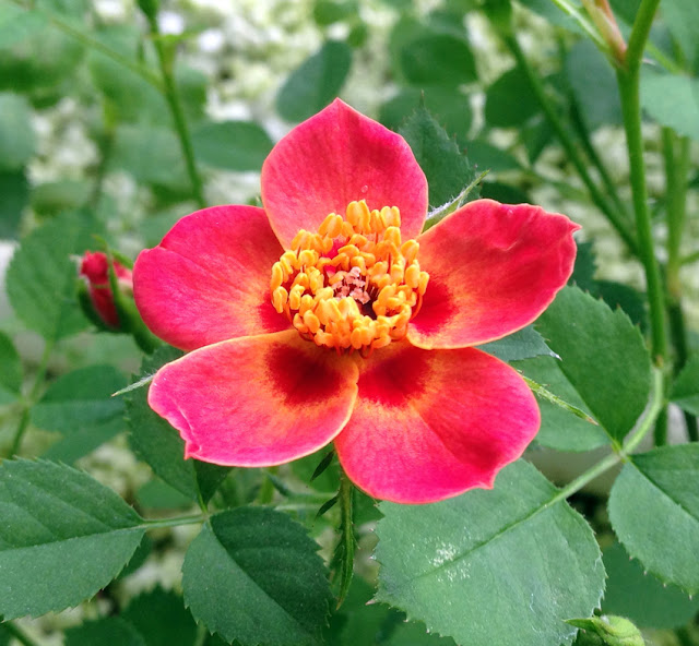 Rose Hybridizing: Hulthemia Extremes