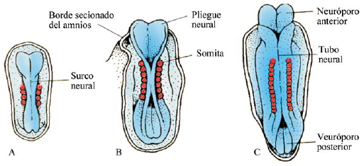 ~ Blog de Neuromorfofisiología