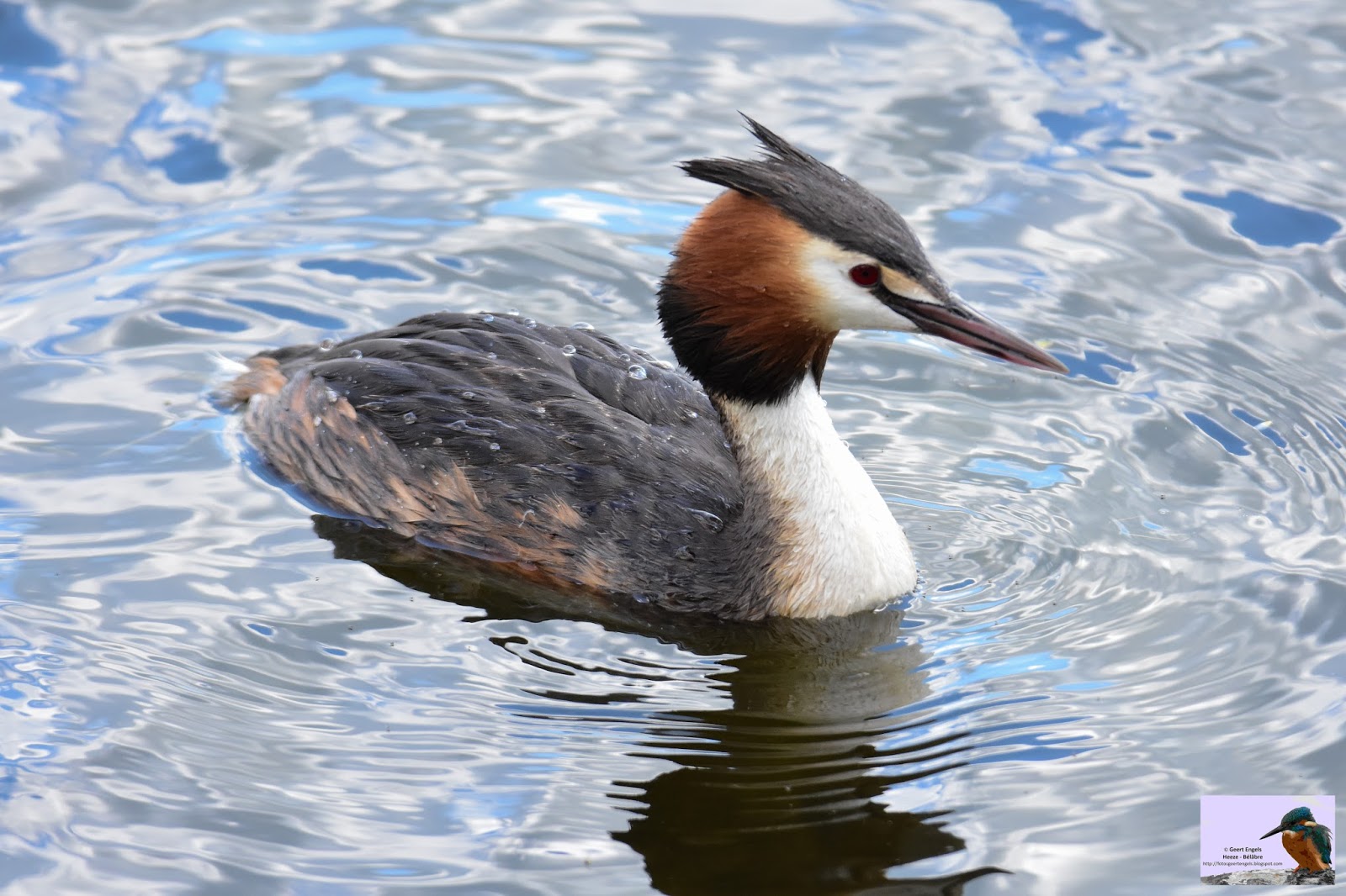 Foto's van Geert Engels: Fuut