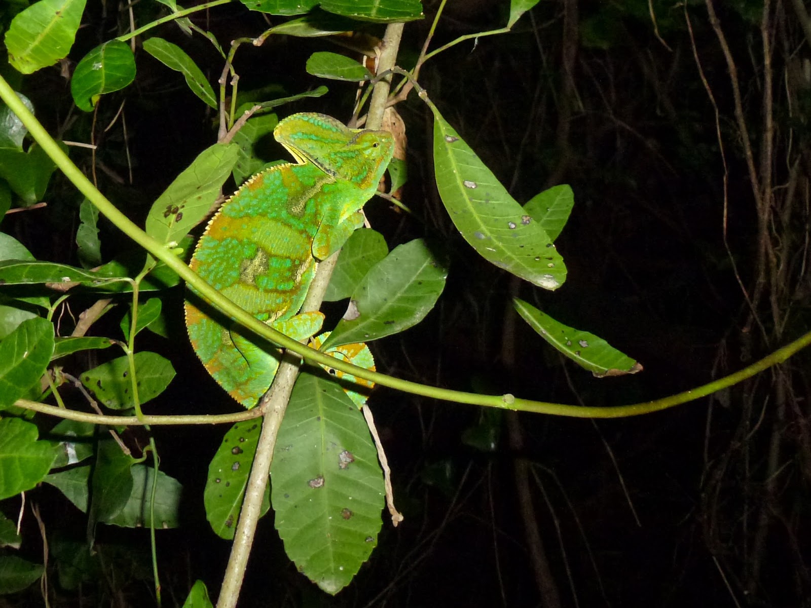 the adventures of US: Wild Veiled Chameleons in South Florida