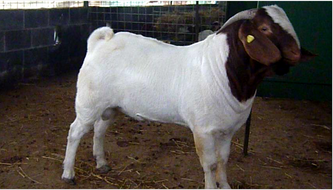 Rancho "El Venadito". . . . . . . . . .Venta de cabras boer. . . . .