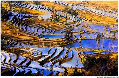 Keindahan Sawah Padi Bukit Yang Berwarna-warni di China. - Gaban Comel
