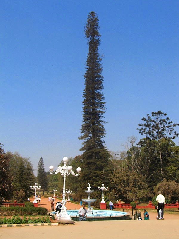 Giant Trees From Around The World: Fir Trees