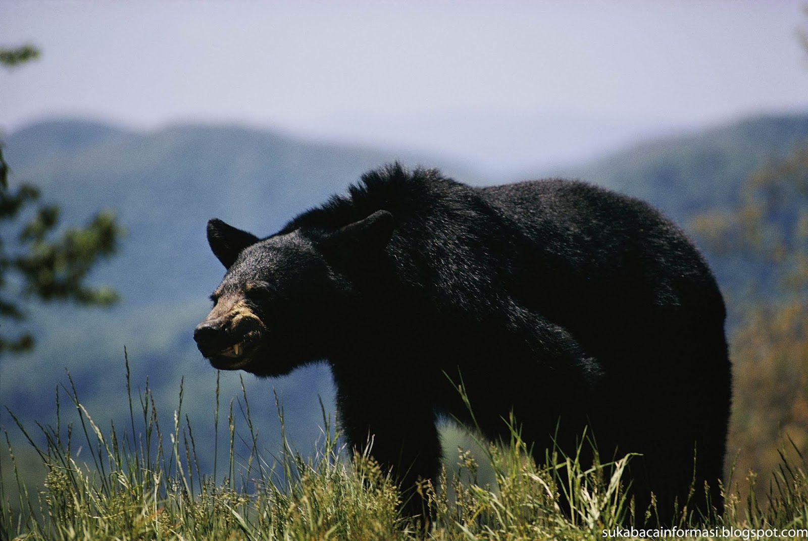Koleksi Foto Beruang Hitam
