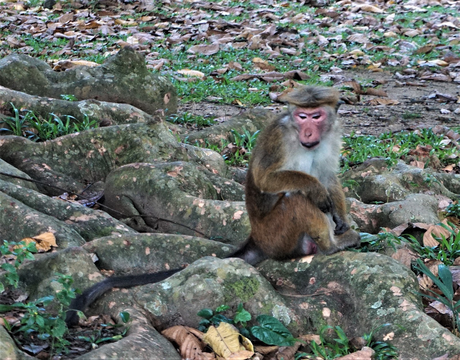 Souvenir Chronicles: SRI LANKA: ROYAL BOTANICAL GARDENS IN PERADENIYA