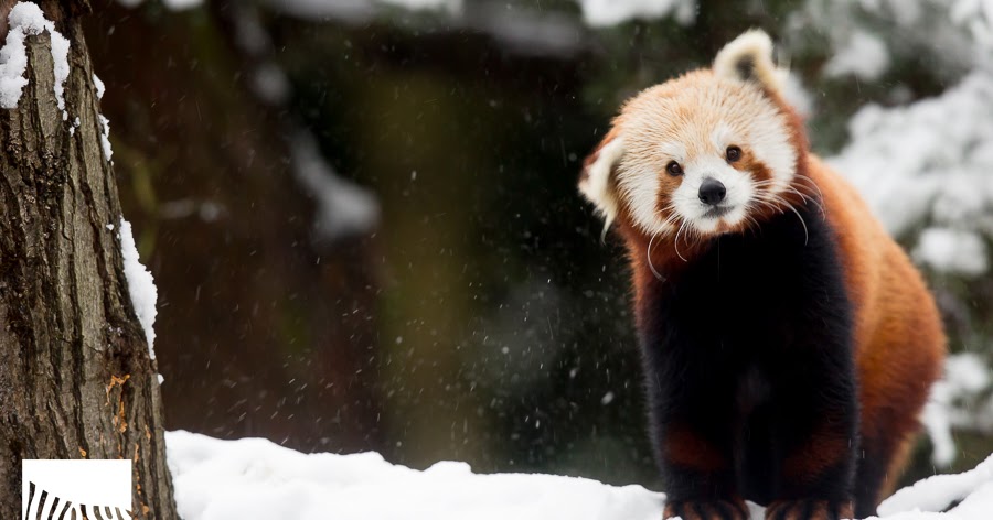 Animals explore a winter wonderland: first snowfall of the season delights