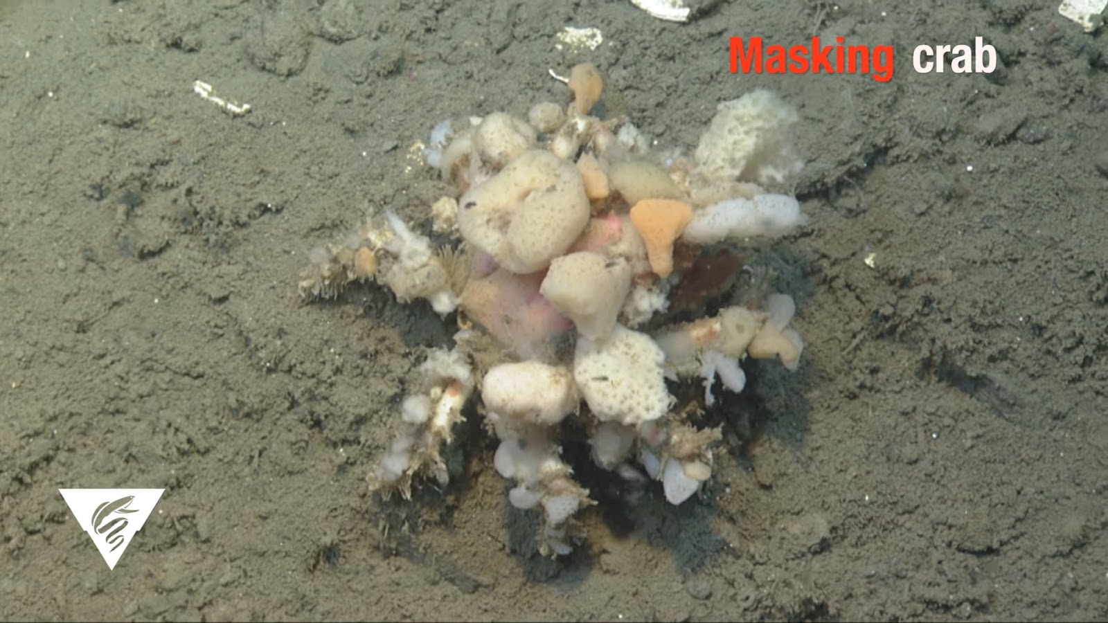 Real Monstrosities: Veils From the Crypt