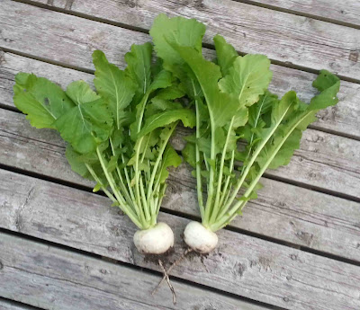 The Gardening Me: End of Season Review - Brassicas - Part 2