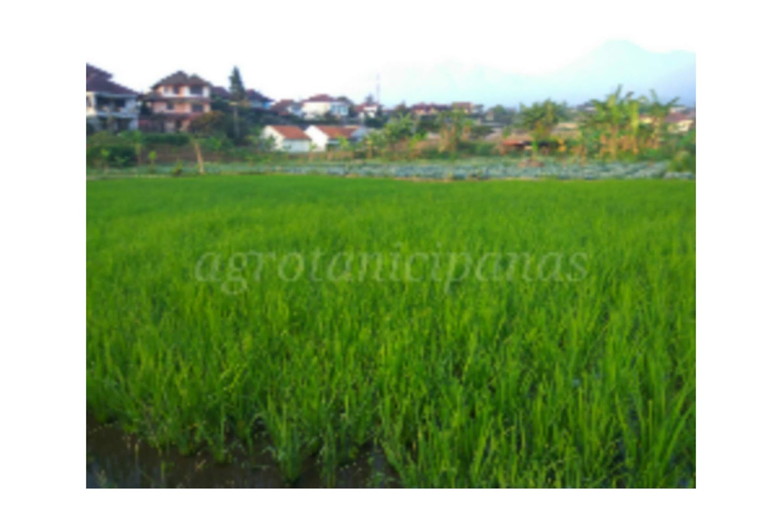 Jenis-jenis/Varietas Tanaman Padi di Indonesia - Agrotani Cipanas